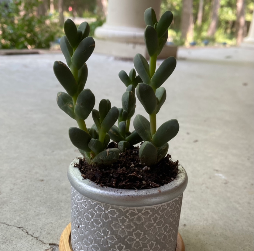 Beads Lampranthus Plant Care: Water, Light, Nutrients | Greg App 🌱