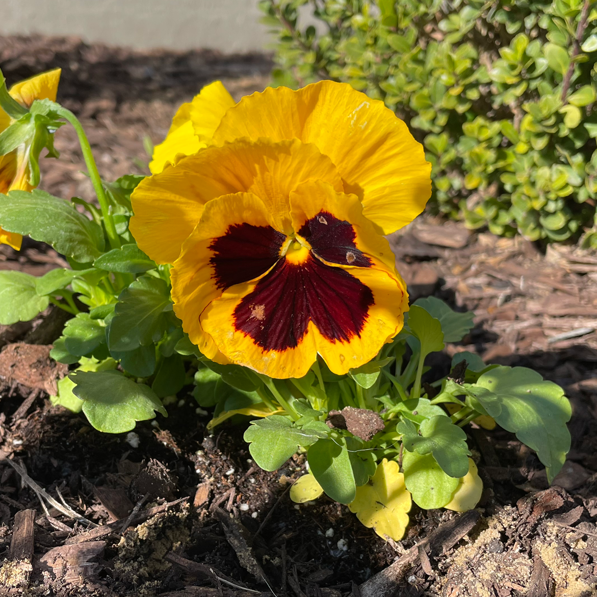 How Should Pansy Be Cut Back?