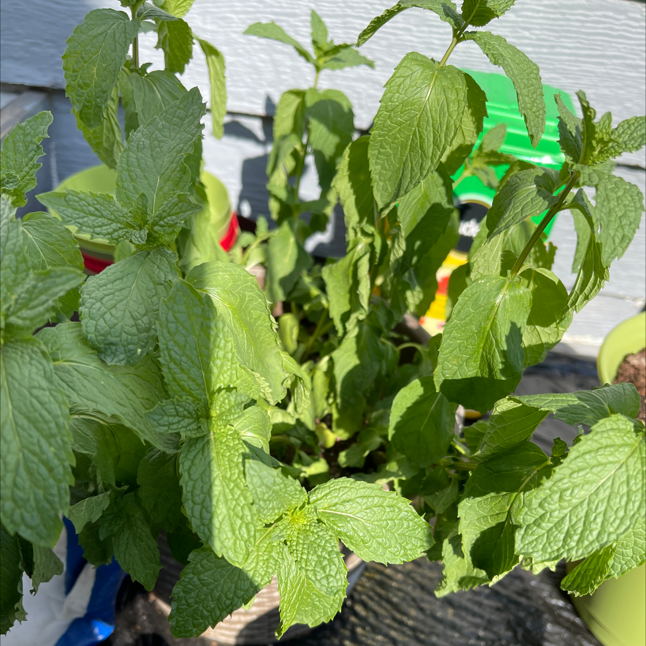 Watermint Root Rot Solutions