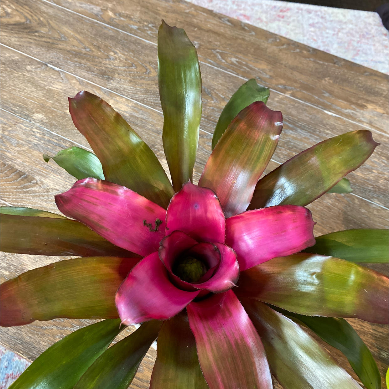 10 Advantages of Having a Blushing Bromeliad