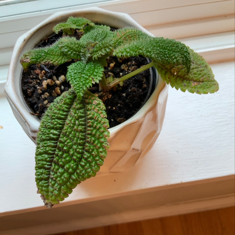 pilea mollis root rot Solutions