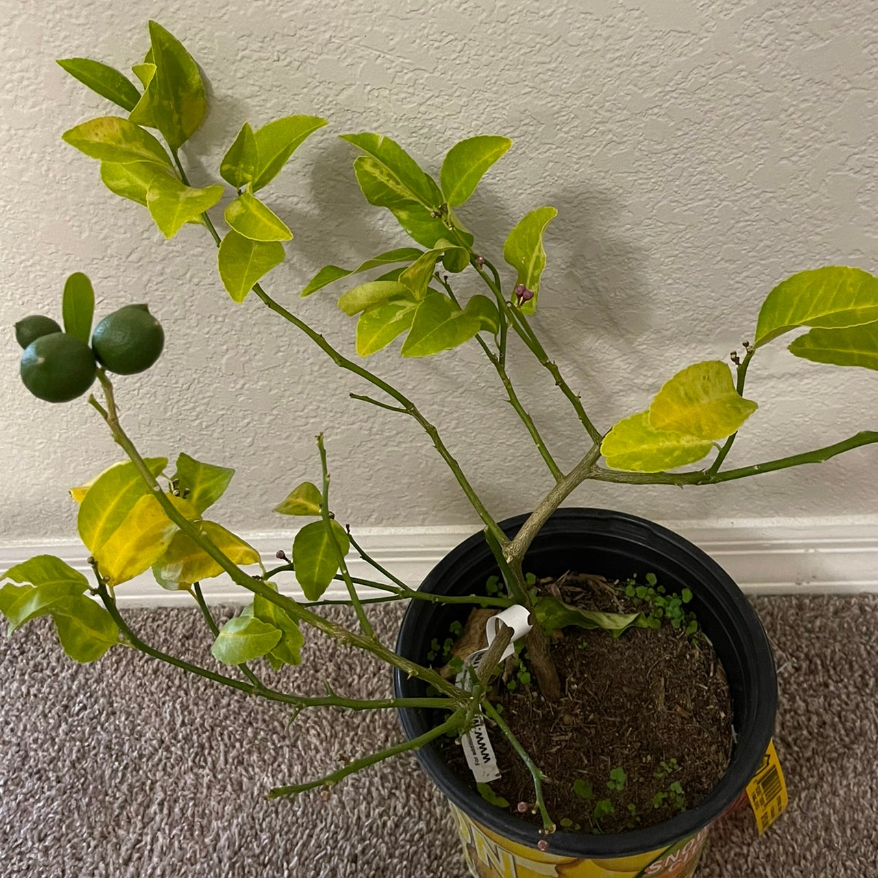 🍋 Why Are My Meyer Lemon Tree Leaves Dropping?
