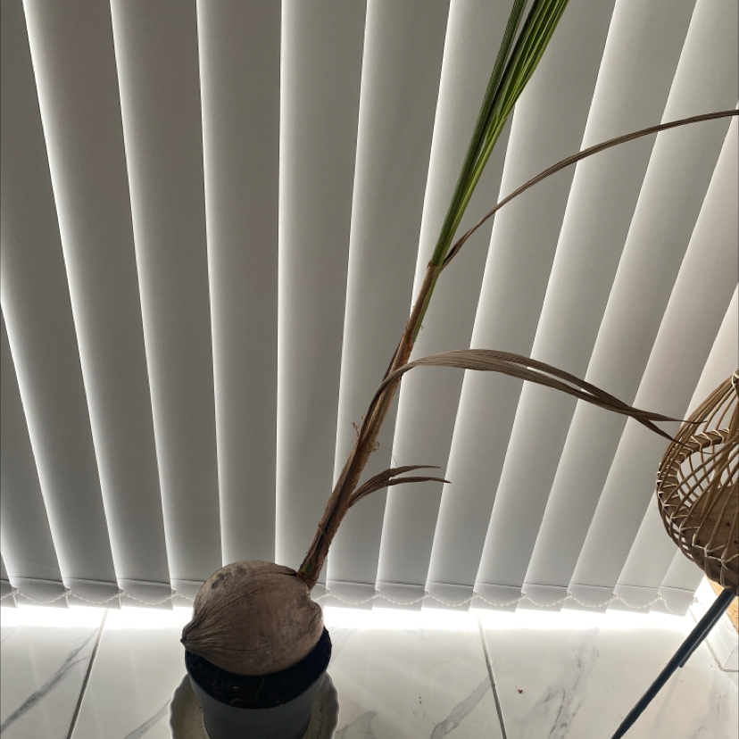 🥥 My Coconut Leaves Are Turning Yellow. What Should I Do?