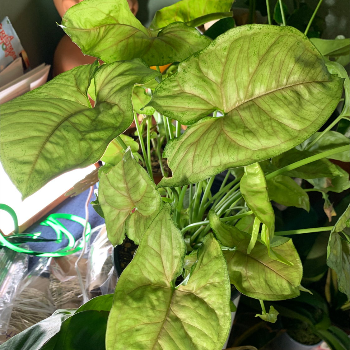 Syngonium 'Berry' Root Rot Solutions