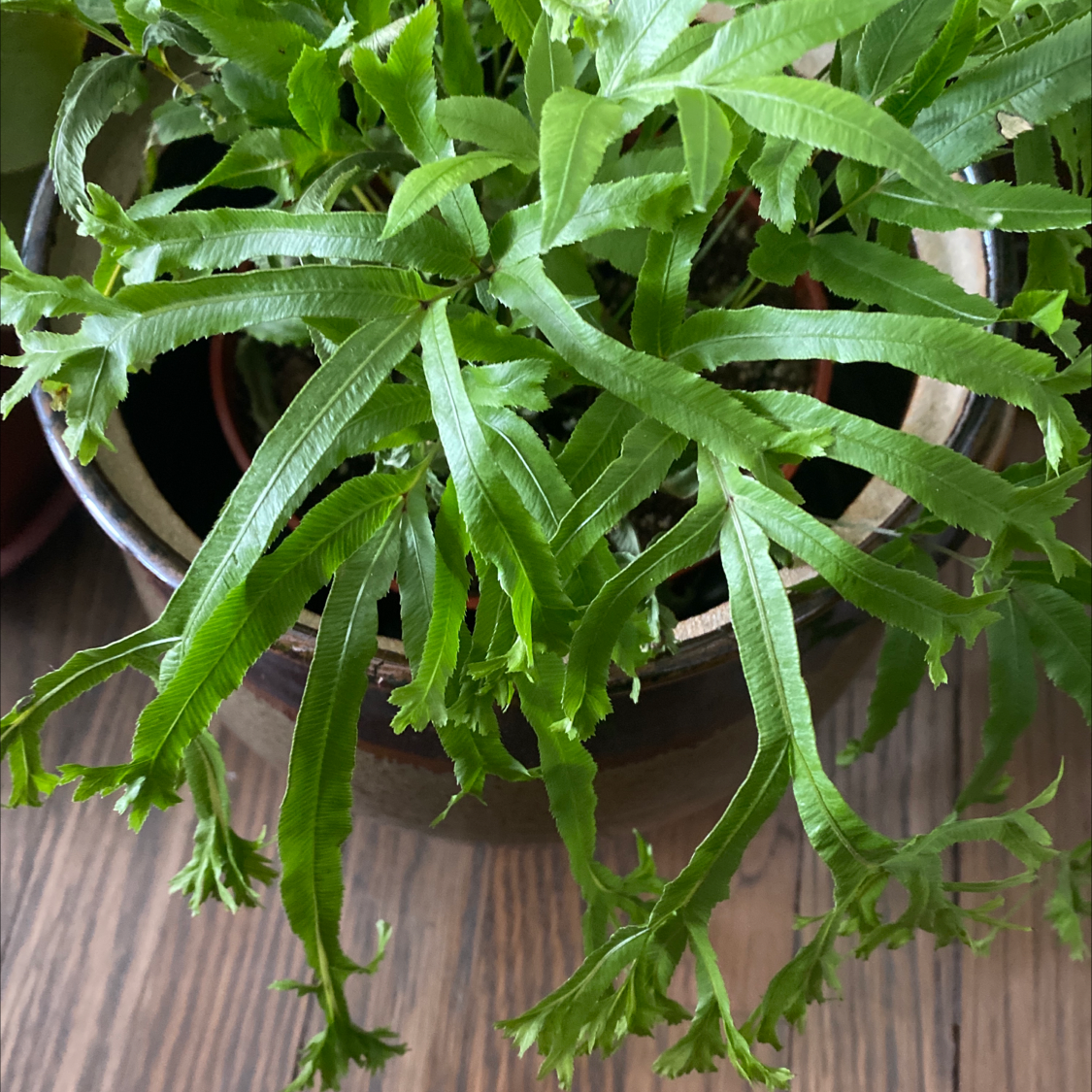 How Do I Propagate My Cretan Brake?