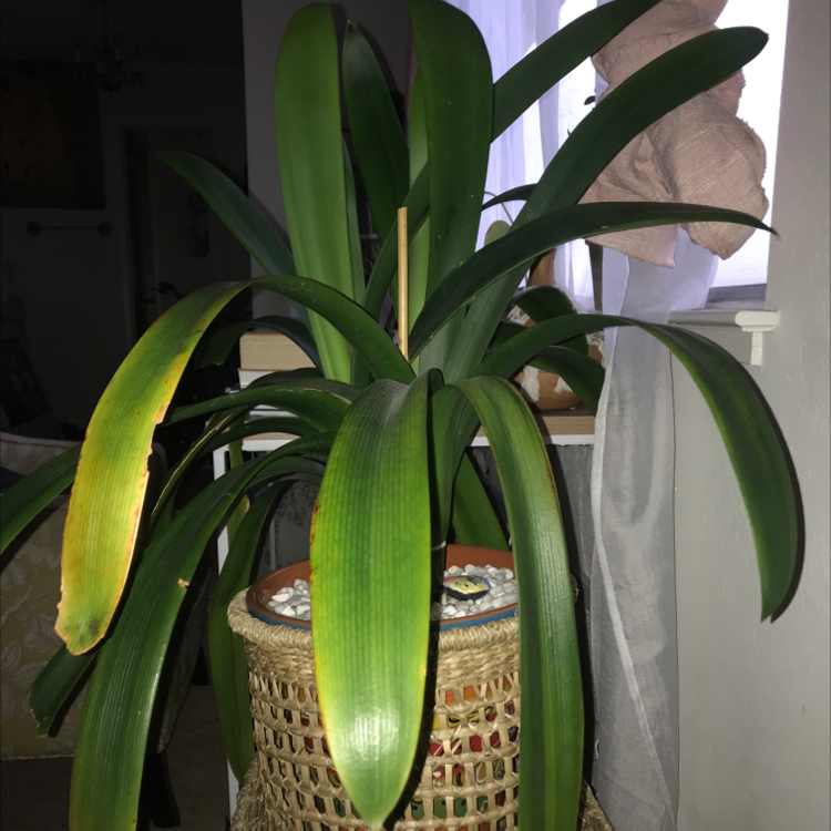 🍂 Why Are There Brown Spots on My Bush Lily Leaves?