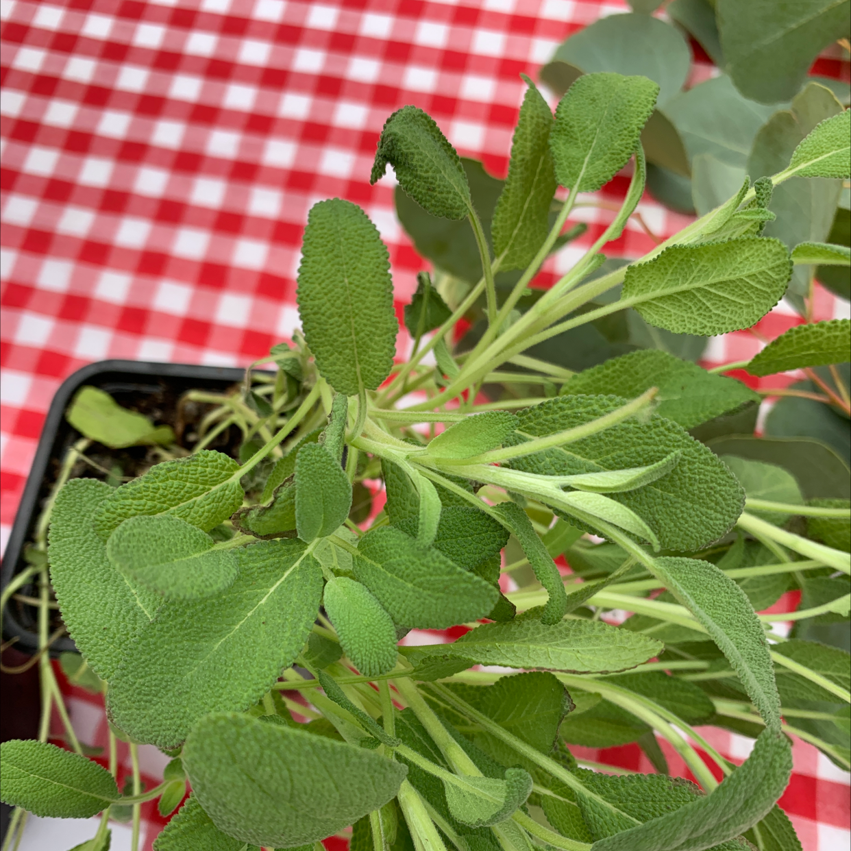 ️ When and Where Should I Trim My Common Sage?