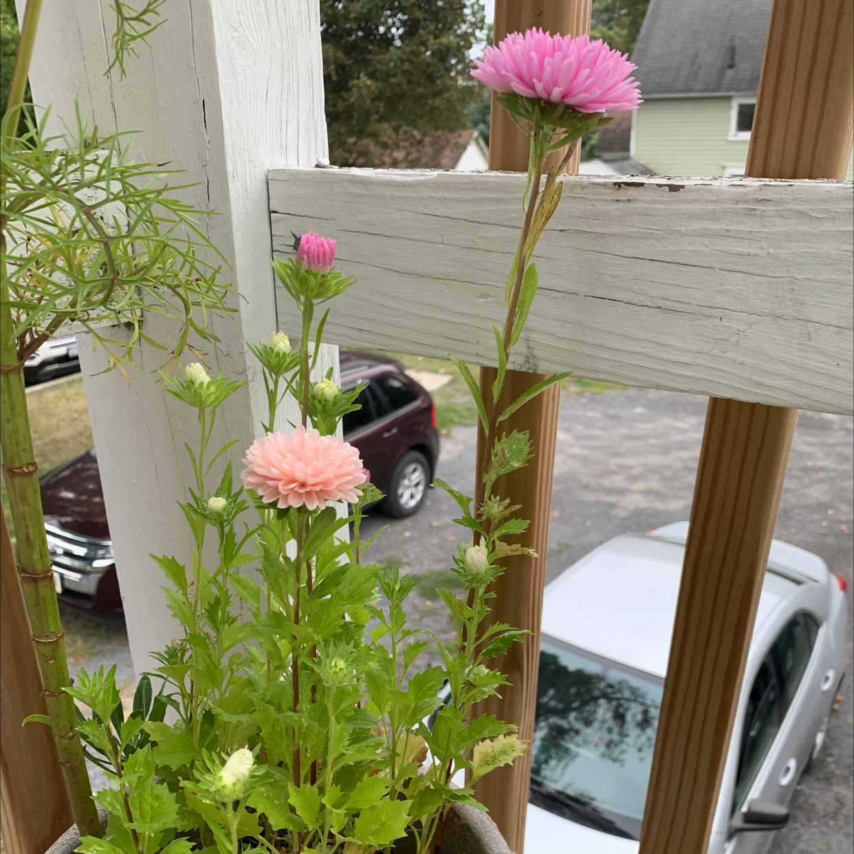 Best Soil Potting Mix for Giant Crego Aster