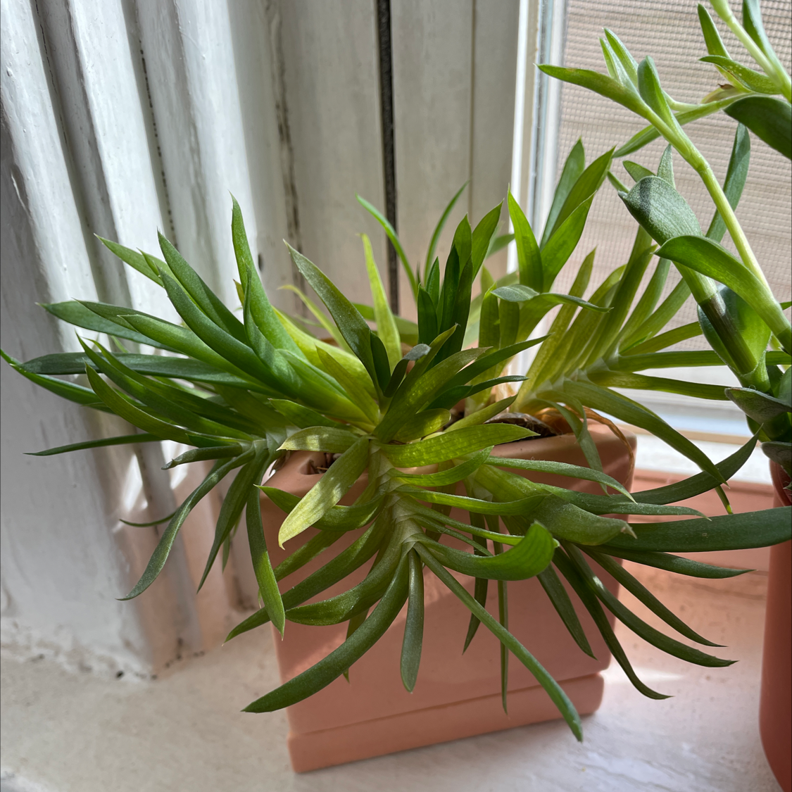 Keep Your Grass Aloe Alive: Light, Water & Care Instructions