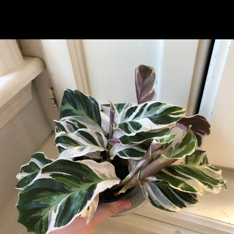 How Do I Fix calathea 'white fusion' root rot?