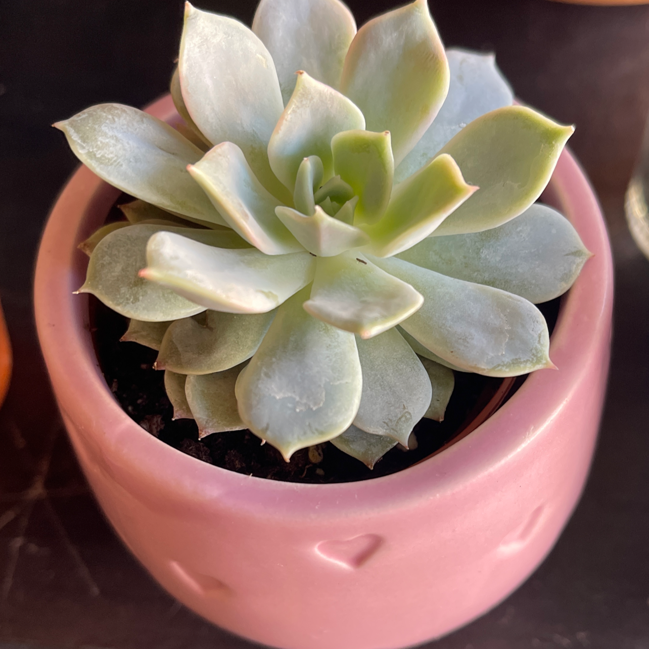 How To Propagate Your Hens And 🐣 Chicks