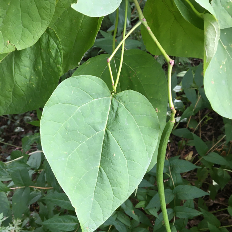 How Can You Tell If A Northern Catalpa Is Dying?