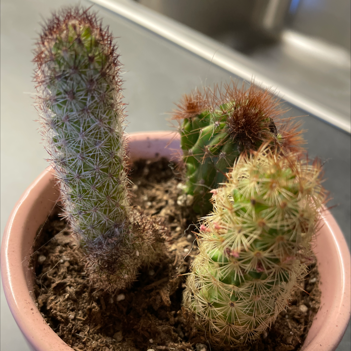 Mammillaria Elongata 'Copper King' Temperature