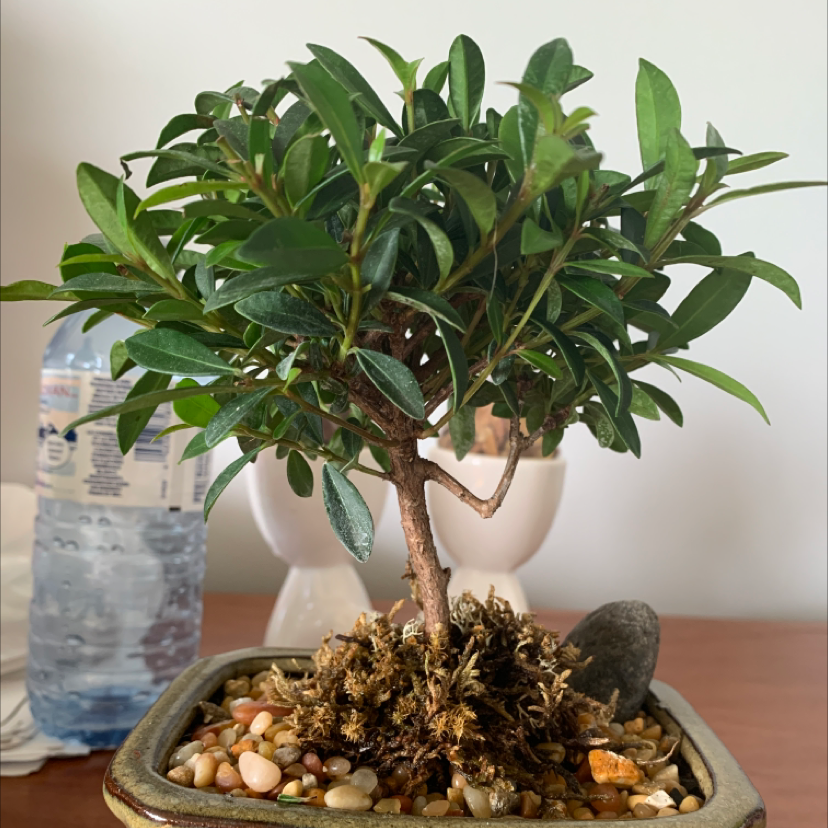 Soil Recommendations for Ficus retusa