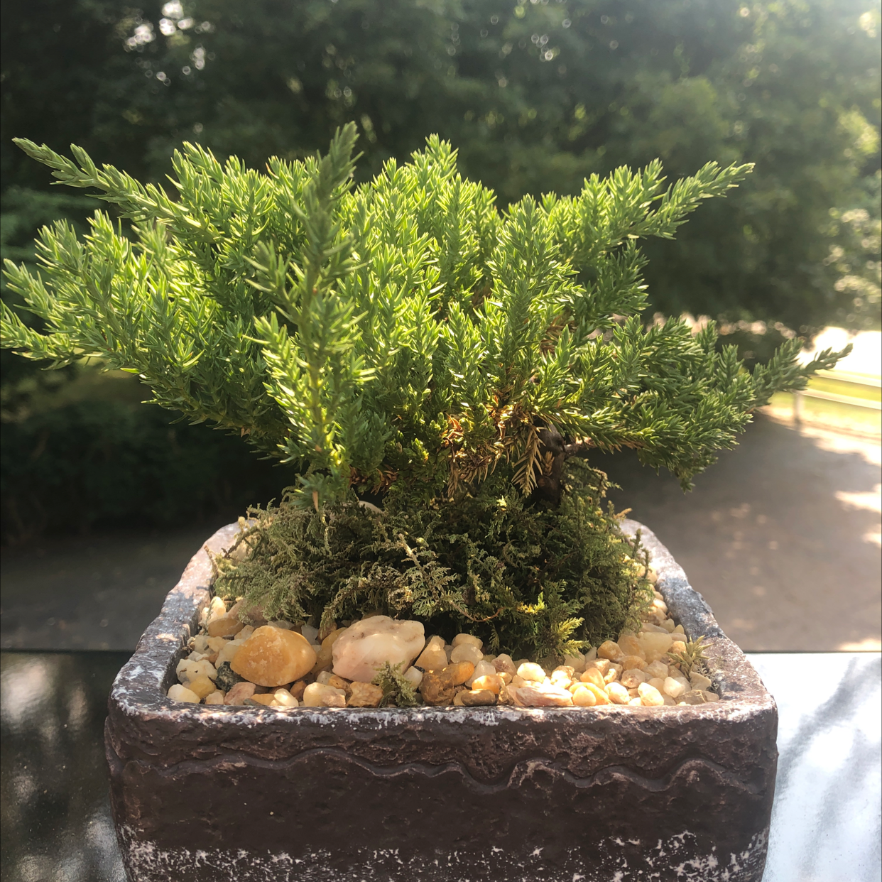 Symbolism and Benefits of the Japanese Garden Juniper