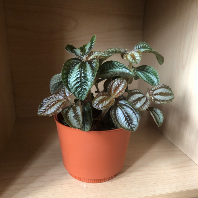 10 Advantages of Having a Pilea involucrata 'Norfolk'