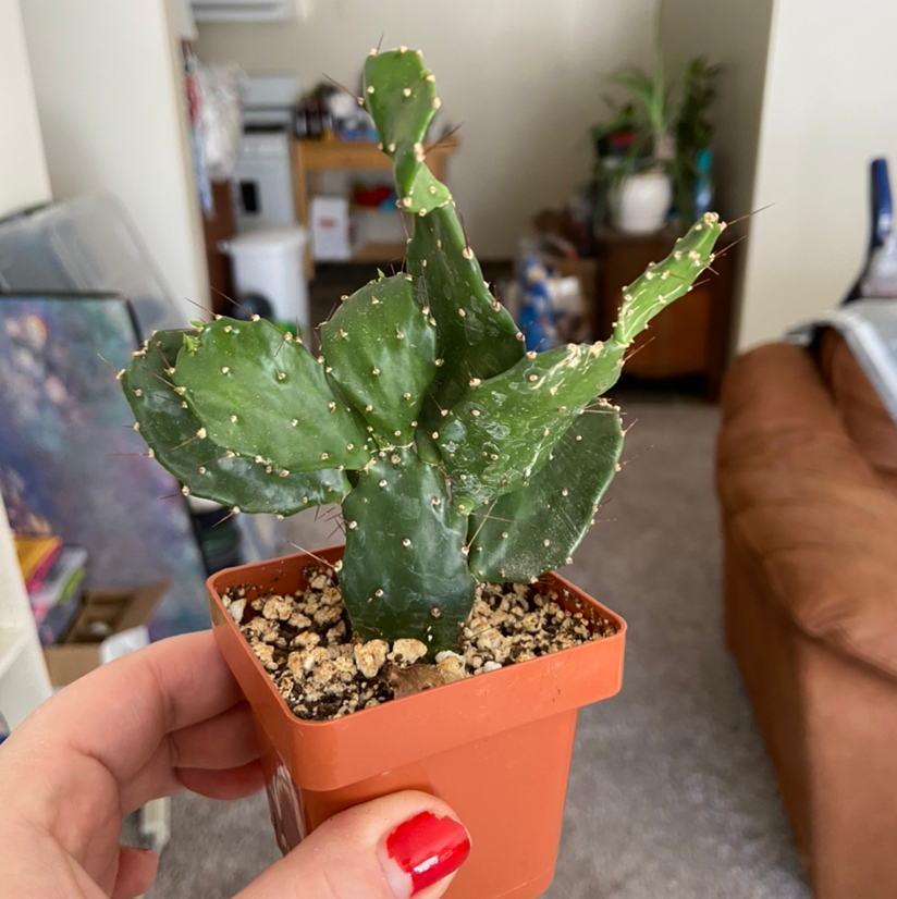 🌵 Best Soil Potting Mix for Drooping Prickly Pear
