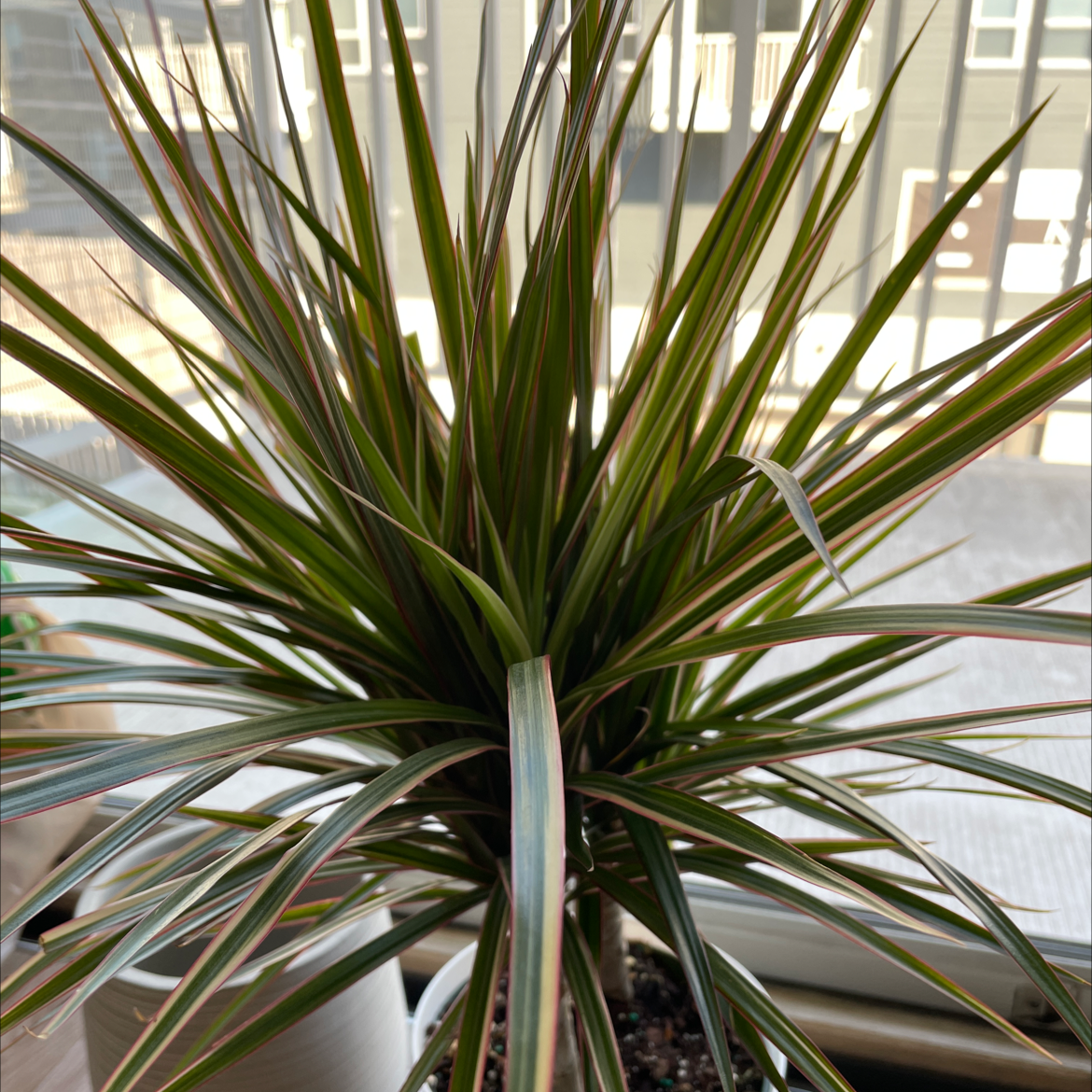 Why Are My Magenta Dragon Tree Leaves Curling?