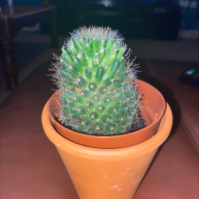 The Complete Lady Finger Cactus Plant Care Guide: Water, Light & Beyond