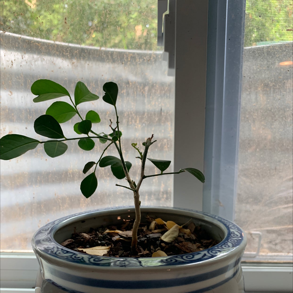 Common Mock Orange Problems