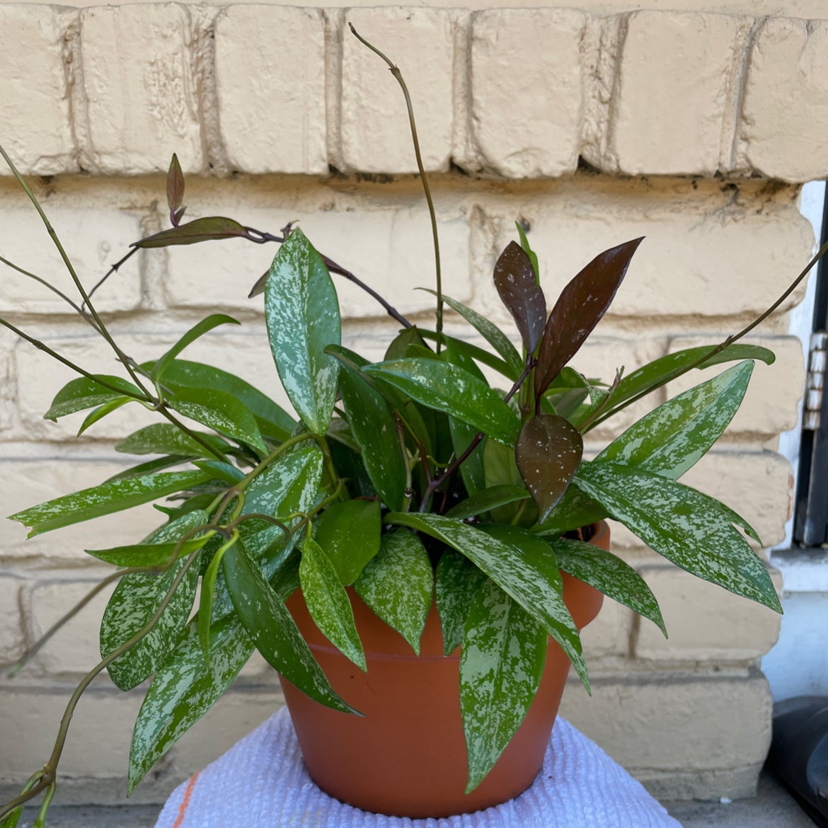 🌡 What Is A Good Temperature Range For My Hoya Pubicalyx?