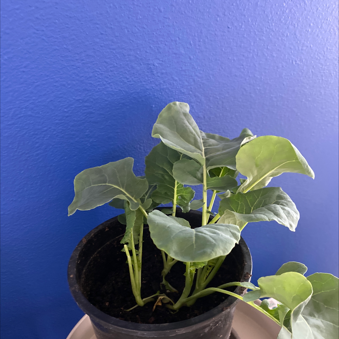 How Should Broccoli Be Cut Back?