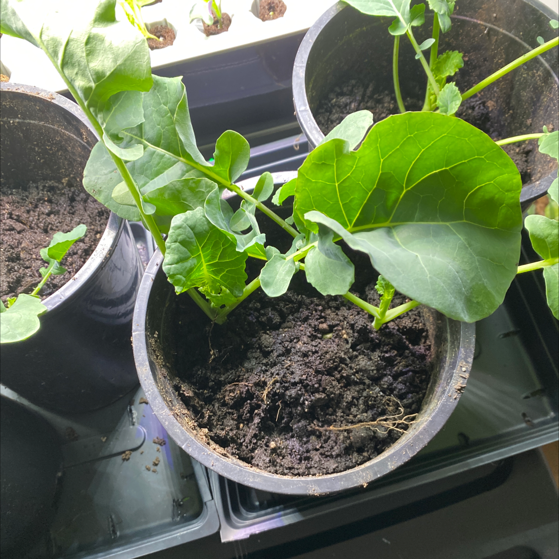 10 Advantages of Having a Broccoli 🥦