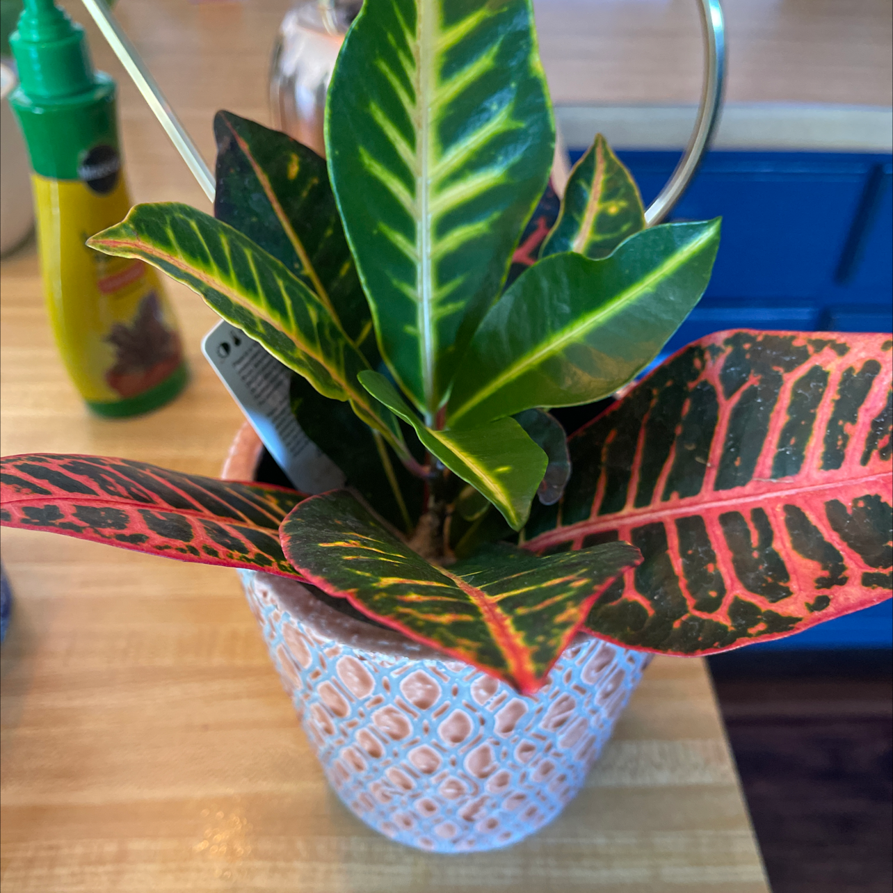 Propagating My Oakleaf Croton: Step-by-Step Guide