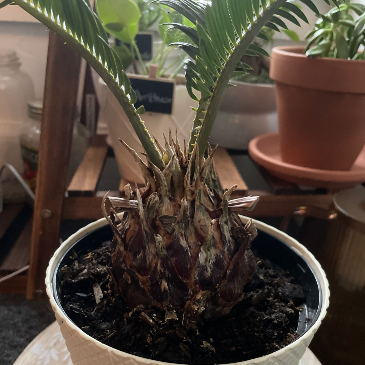 10 Benefits Of Having A Sago Palm 🌴