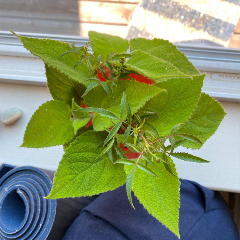 🍍 Propagating Your Pineapple Sage: Step-by-Step Guide