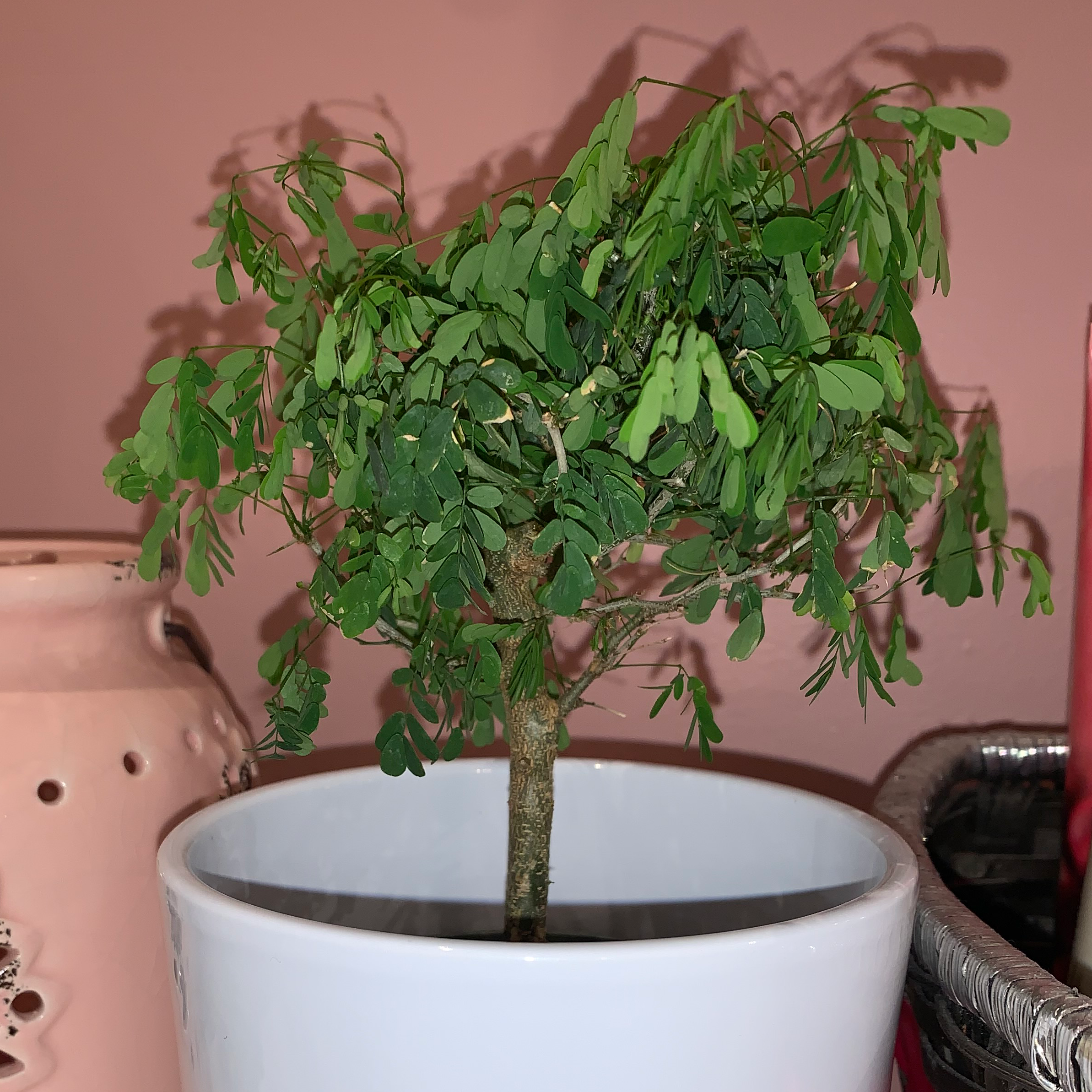 Black Locust - Ultimate Guide to Fertilizing