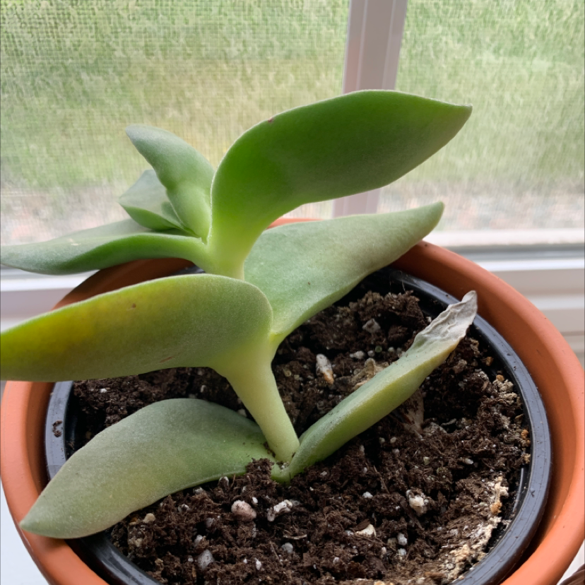 Why Are My Propeller Plant Leaves Turning Yellow?