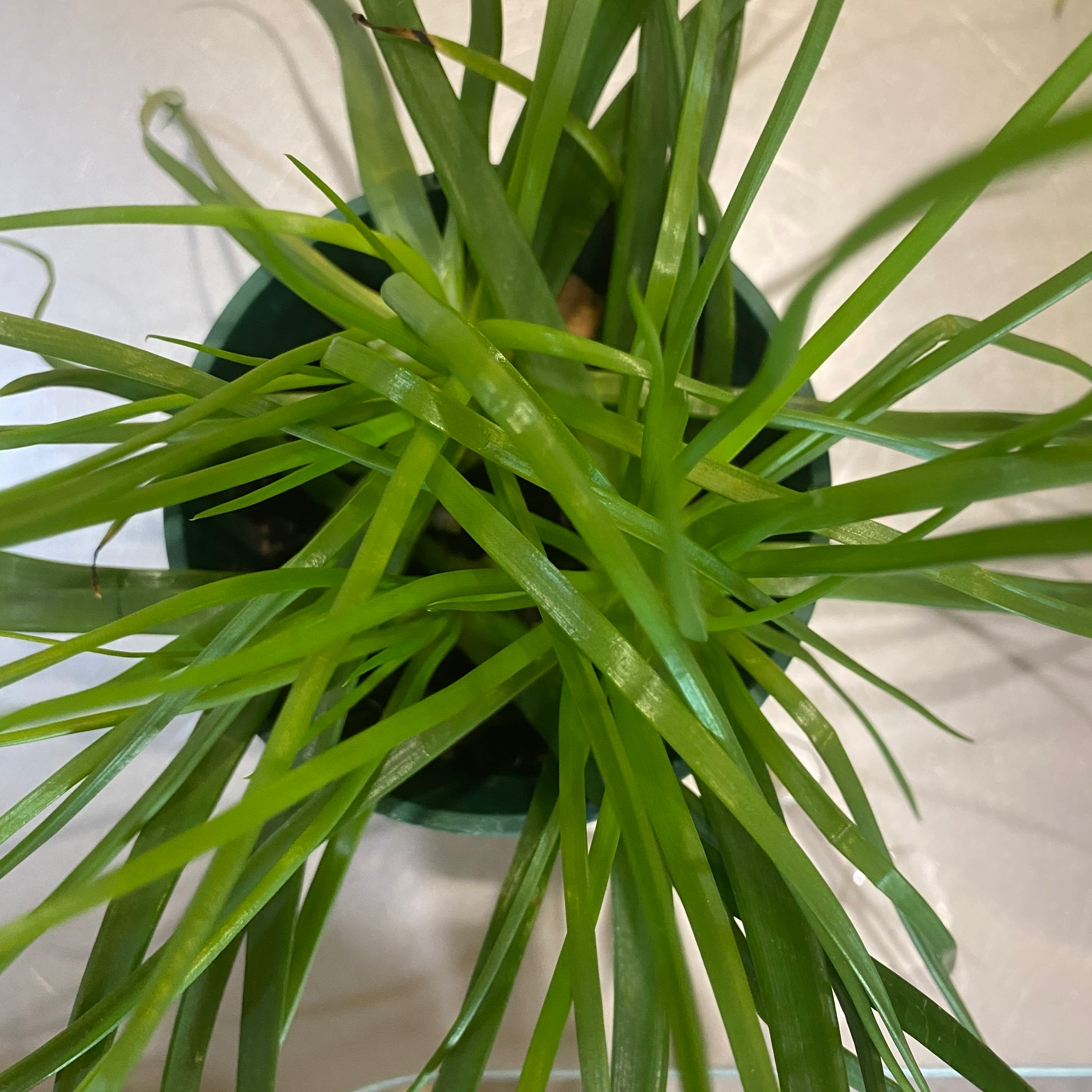 Keep Your Scouler's Surfgrass Alive: Light, Water & Care Instructions