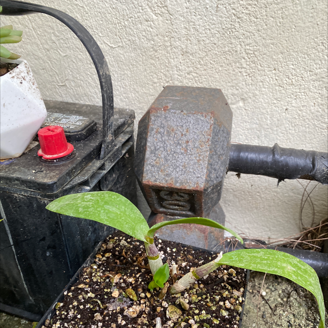 Ifit tree | A plant by Angie on Greg