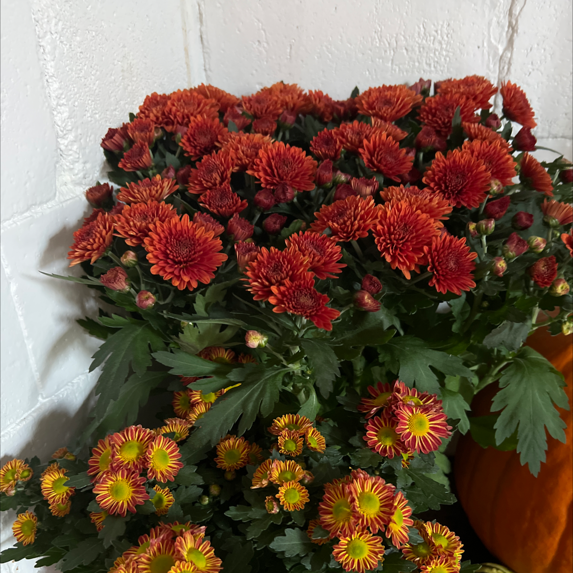 What Do Giant Crego Aster Flowers Mean?