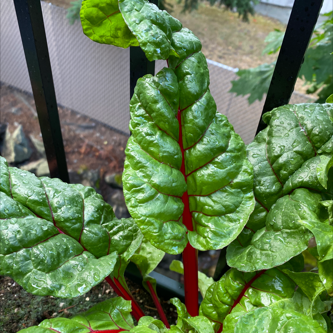 Why Are My Common Beet Leaves Curling?