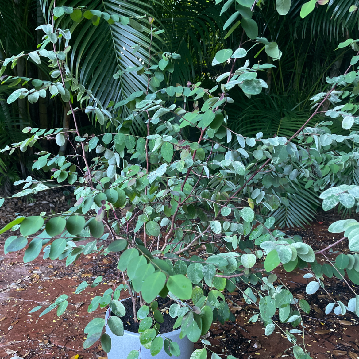 Black Spots on My Brenia Snowbush Leaves