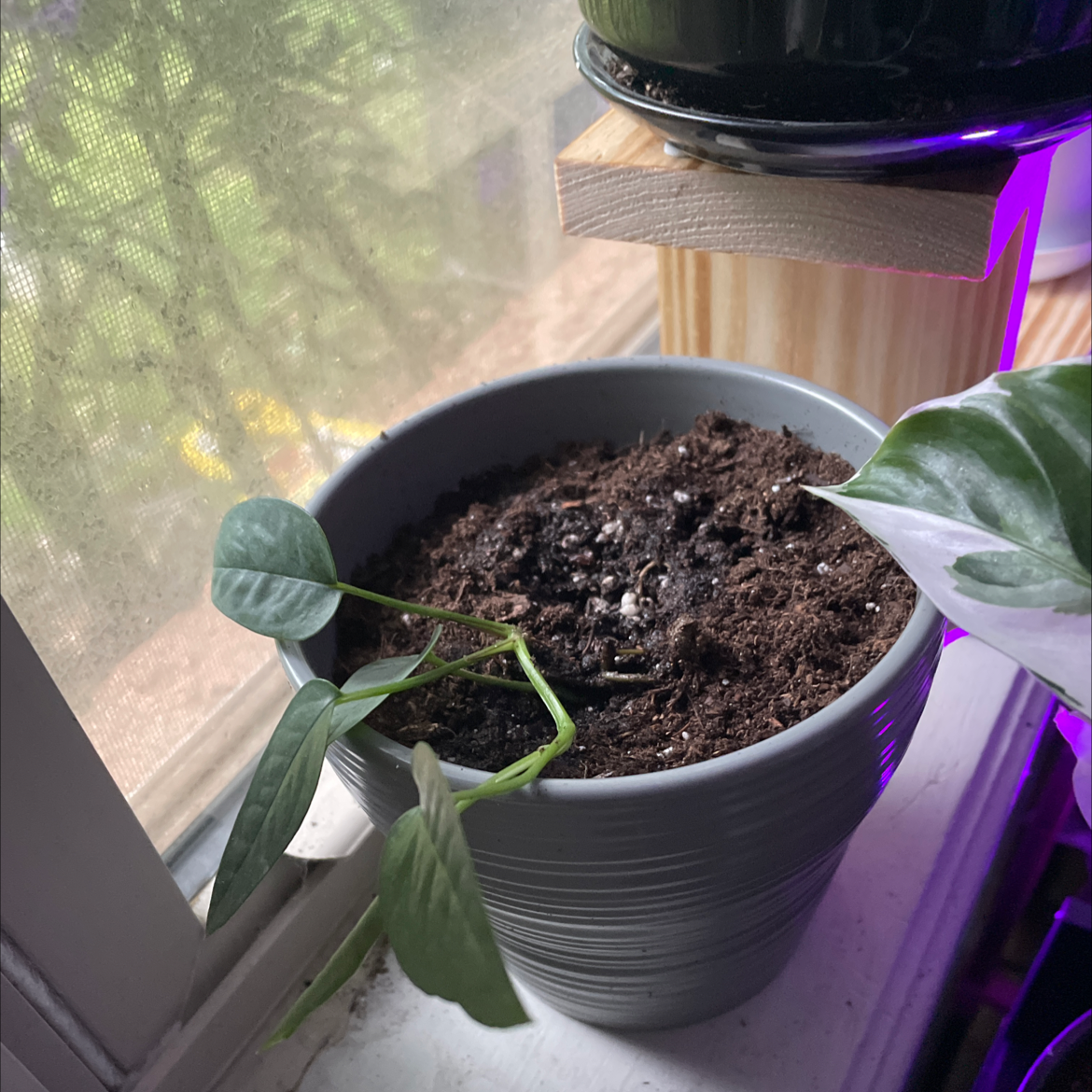 How Do I Cure Cebu Blue Pothos Root Rot?
