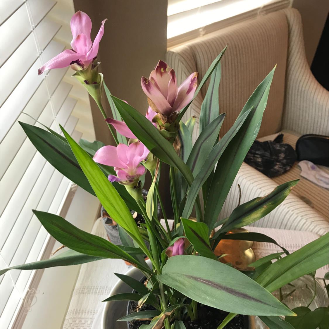 How Do I Fix Siam Tulip Root Rot?