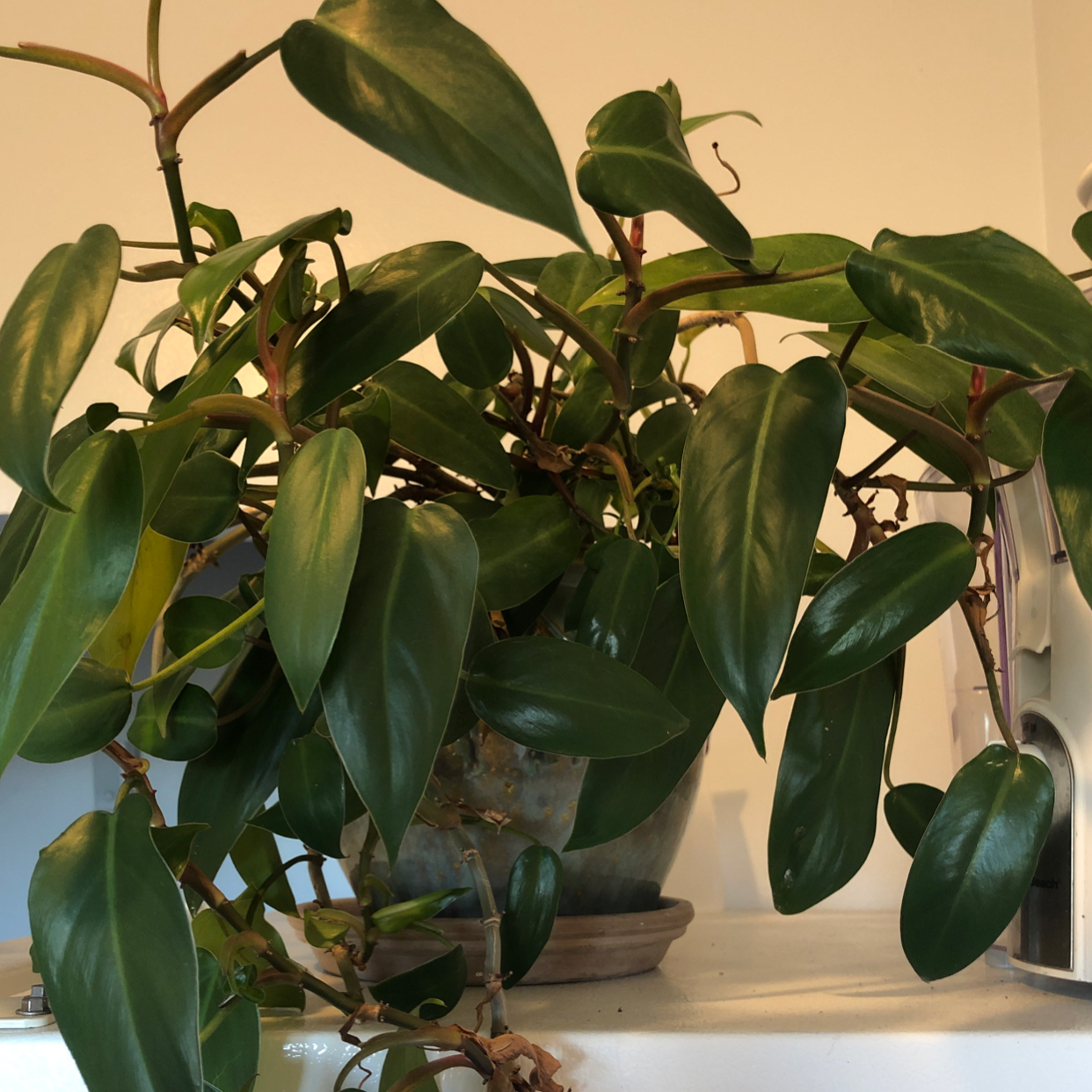 Marcellus | A plant by @faithsplants on Greg