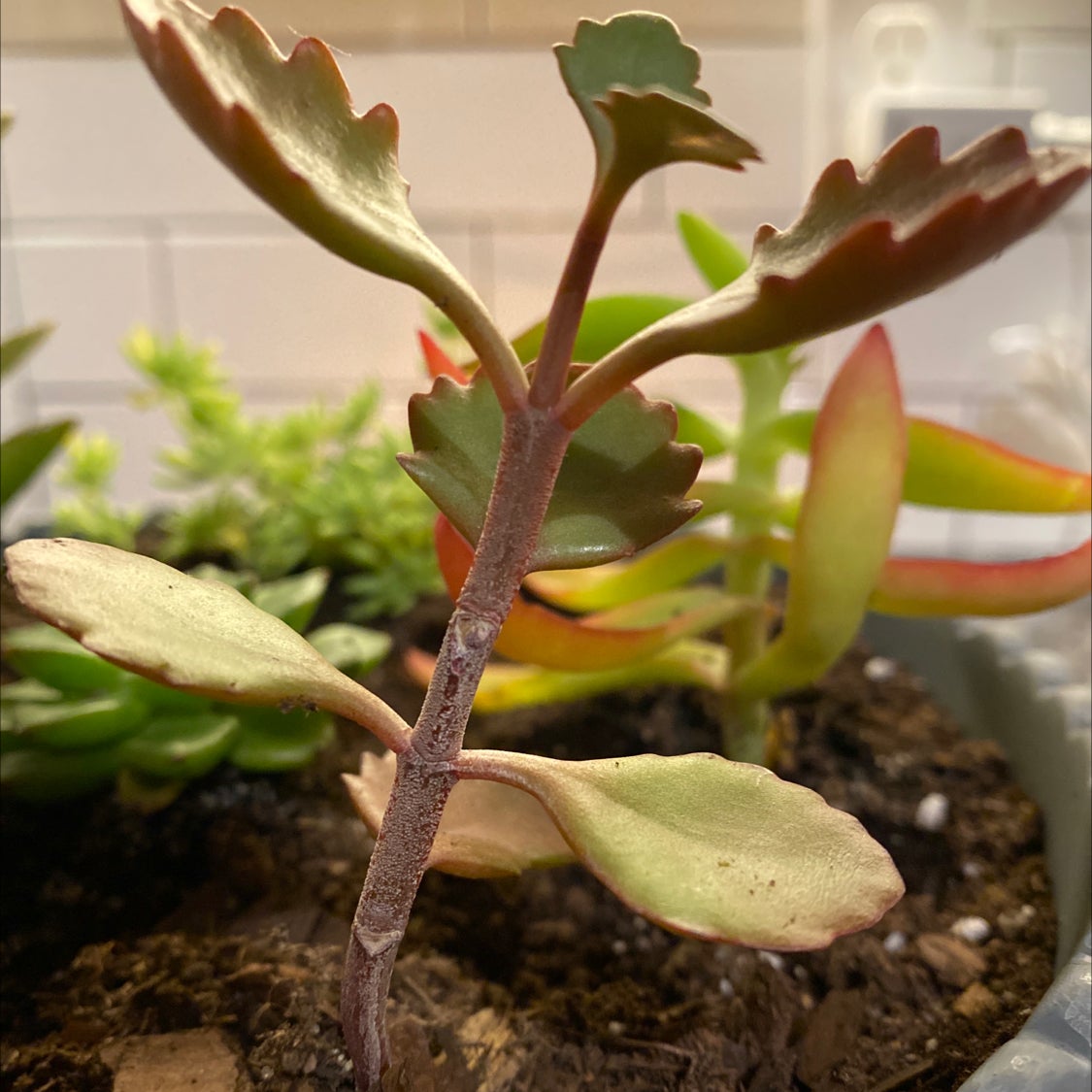 Propagating Lavender Scallops: Step-by-step Guide