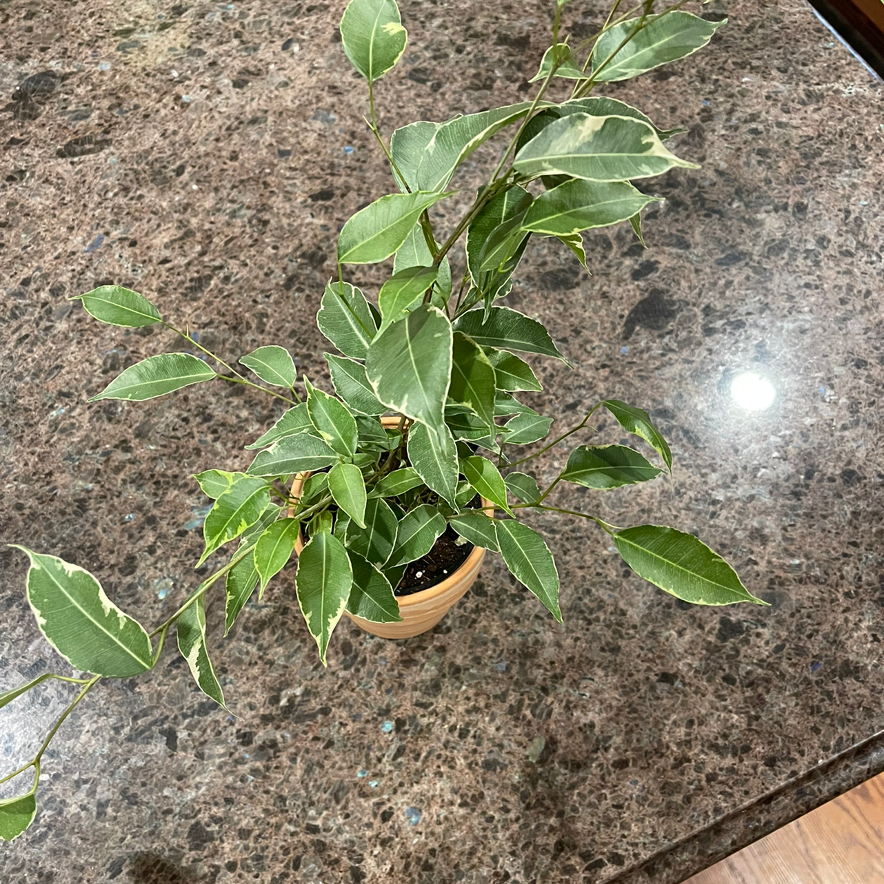 Ficus Triangularis 'variegata' Yellow Leaves