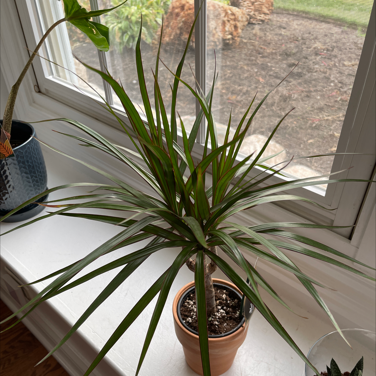 10 Benefits of Having a Magenta Dragon Tree