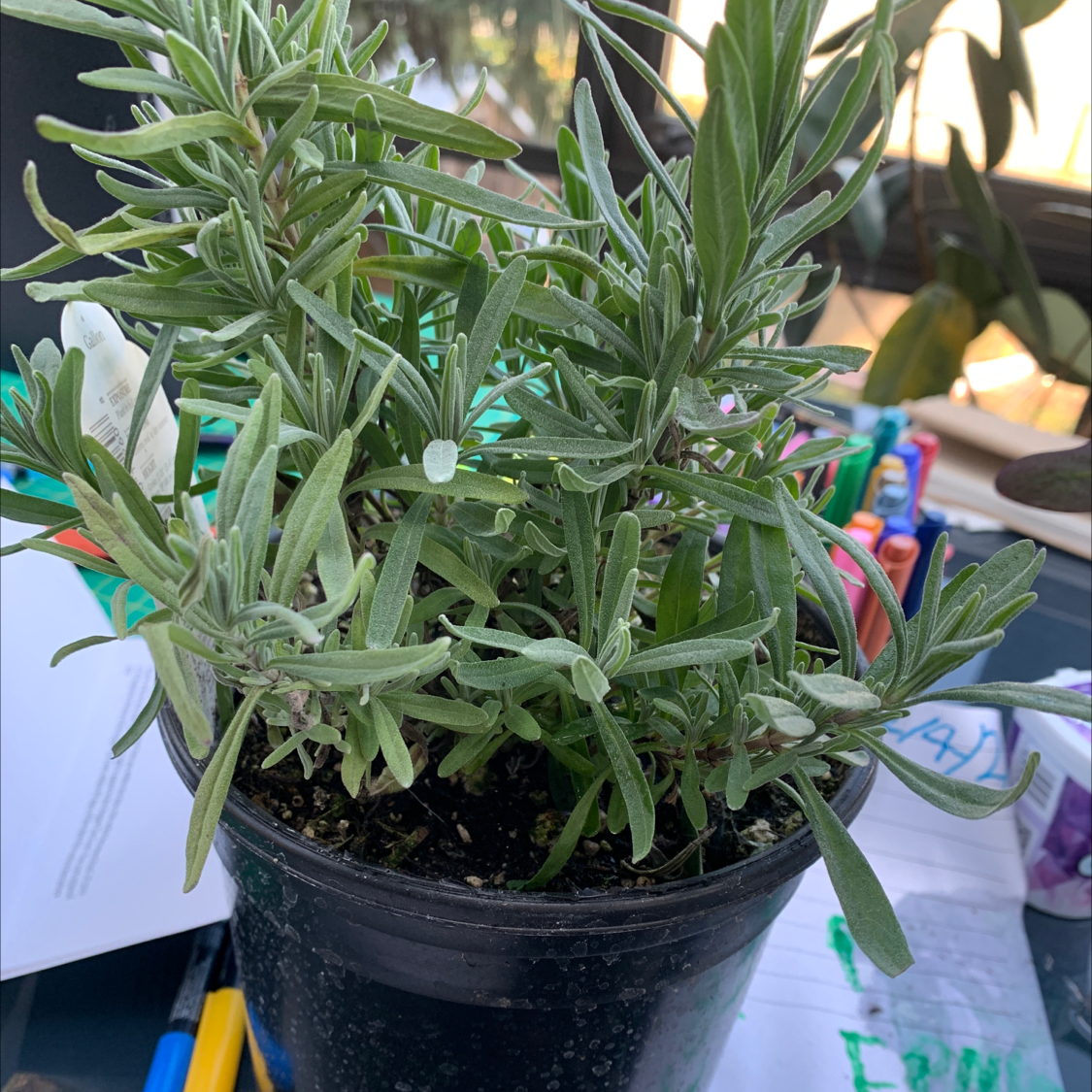 How Do I Fix lavender root rot?
