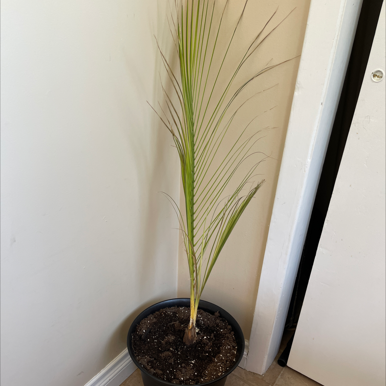 What Are The Bugs on My Date Palm? 🐛