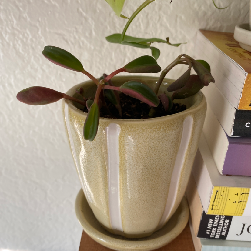 Your Peperomia 'Ruby Cascade''s Light Needs