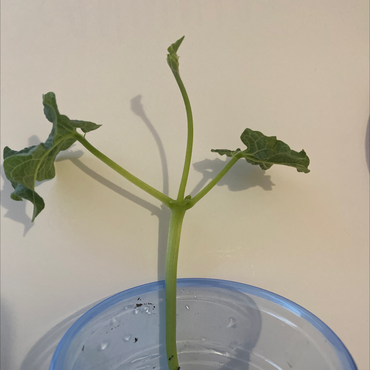 What Does It Mean When Common Bean Blooms?