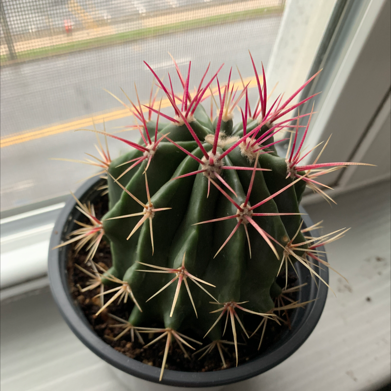 🔥 10 Benefits of Having a Fire Barrel Cactus