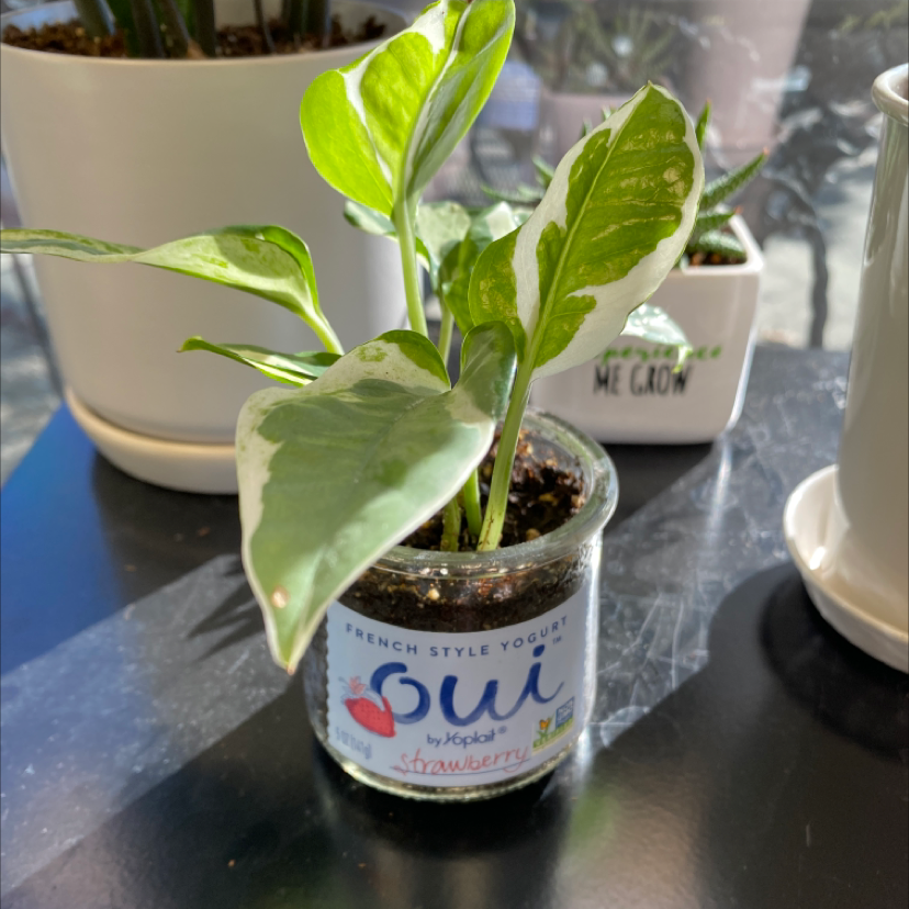 🌡 What Is A Good Temperature Range For My Pothos N' Joy?