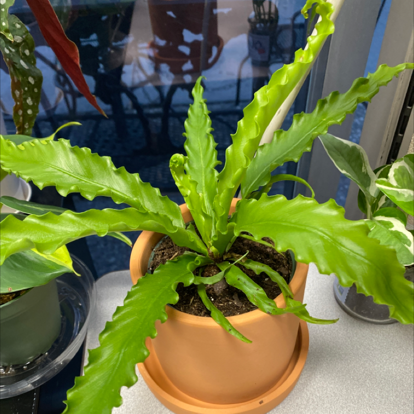 Why Are My Crispy Wave Fern Leaves Falling Over?